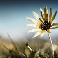 ChipStarの動画 - Dailymotion