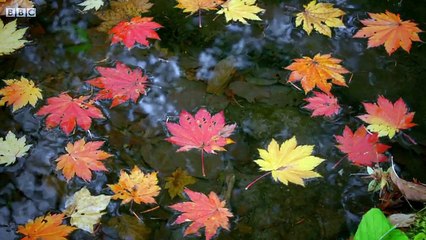 wild japan by TK - Dailymotion