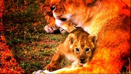Little Big Cat (2008) by Freddie Driscoll - Dailymotion