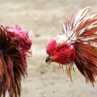 WORLD PITMASTERs CUP 2018 videos - Dailymotion