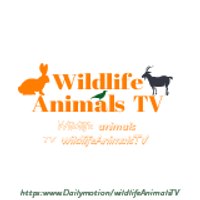 Wildlife Animals TV videos - Dailymotion