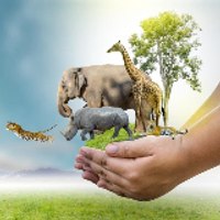 Animals family videos - Dailymotion