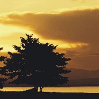 The Trees Remember videos - Dailymotion