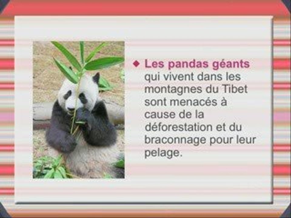 Exposé sur les animaux menacés - Vidéo Dailymotion
