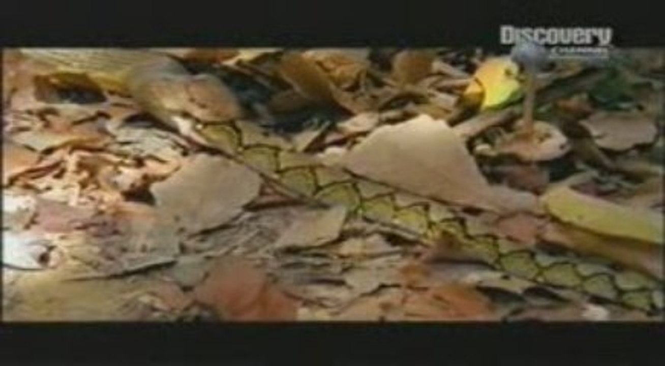 Cobra vs. Python, snake fight versus vs - Dailymotion Video
