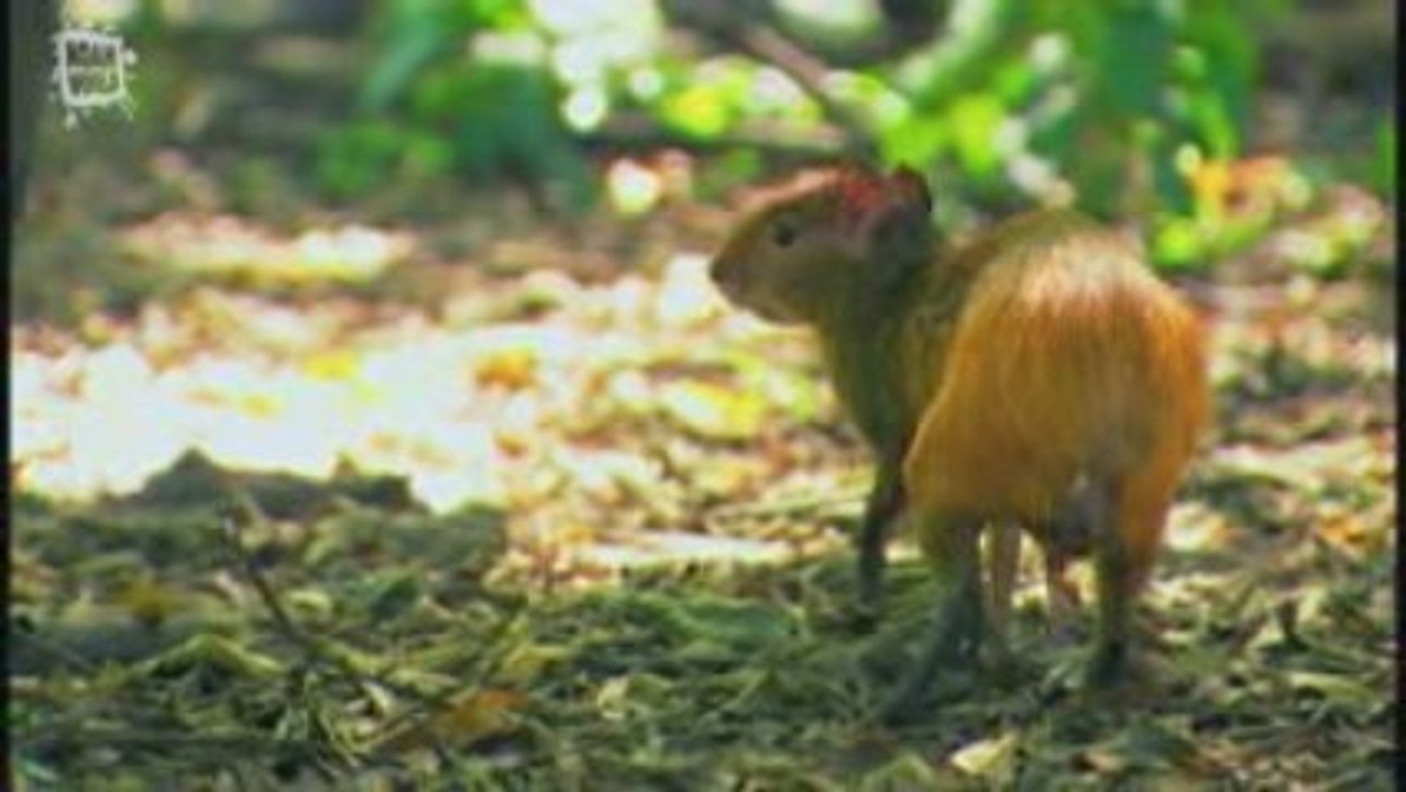 Acouchi (Myoprocta acouchy) - Vidéo Dailymotion