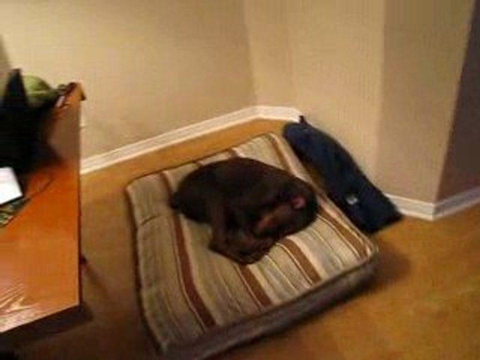 Like master like dog - Doberman sleeps like his owner - video Dailymotion