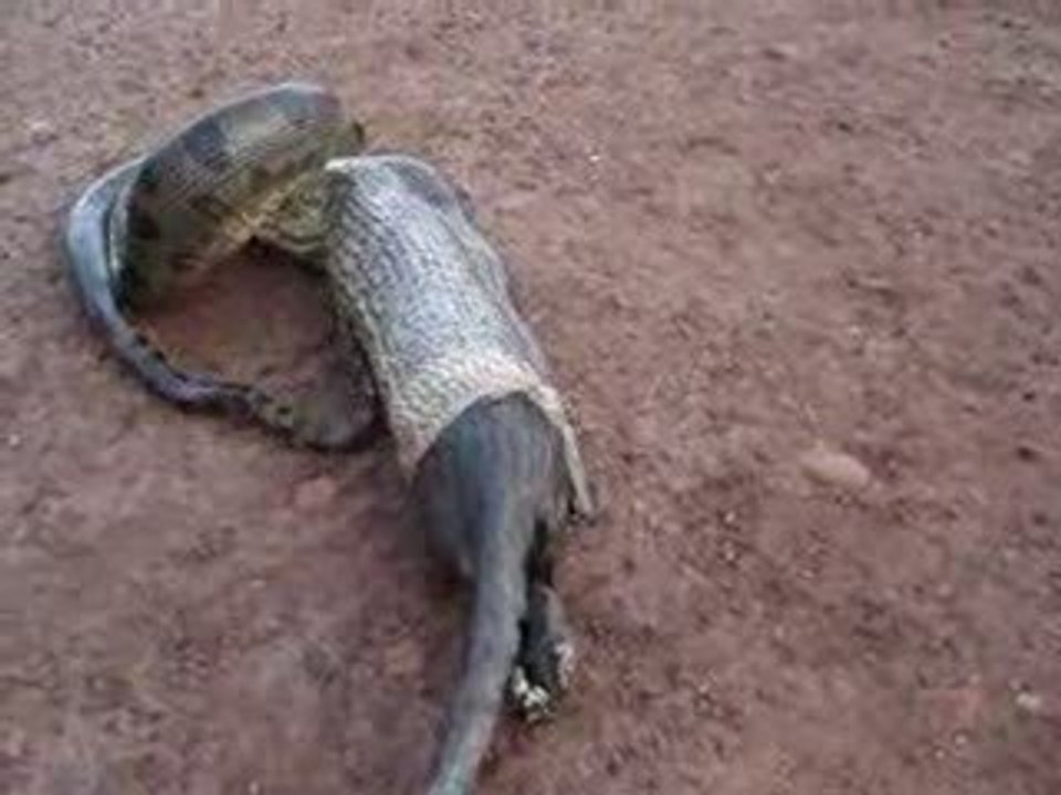 Snake vomit to survive - Spi0n.com - Vidéo Dailymotion