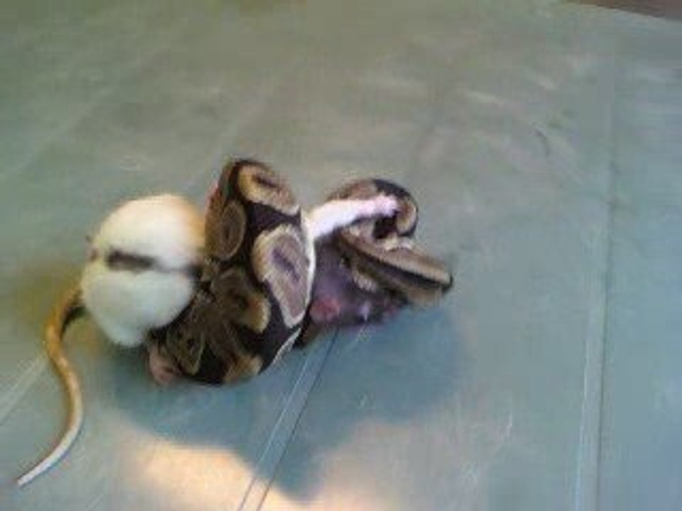 PYTHON AU REPAS - Vidéo Dailymotion