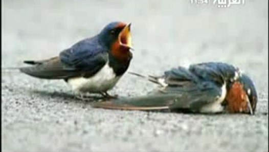 - VidoEmo - Emotional Video Unity - Vidéo Dailymotion