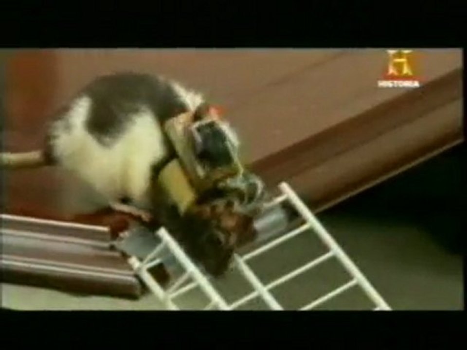 Neurotecnologia: Ratas robot - Vídeo Dailymotion
