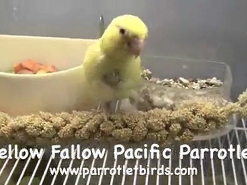 Pacific Parrotlets Yellow Fallow Parrotlet Color Mutation - video ...