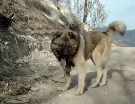 Vidéos de kalachman - Dailymotion