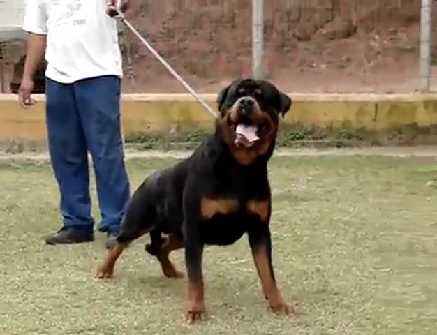 Vidéos de kalachman - Dailymotion