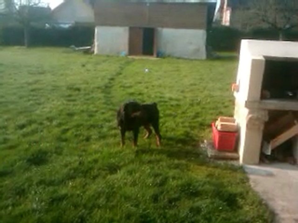 double woof woof rottweiler - Vidéo Dailymotion