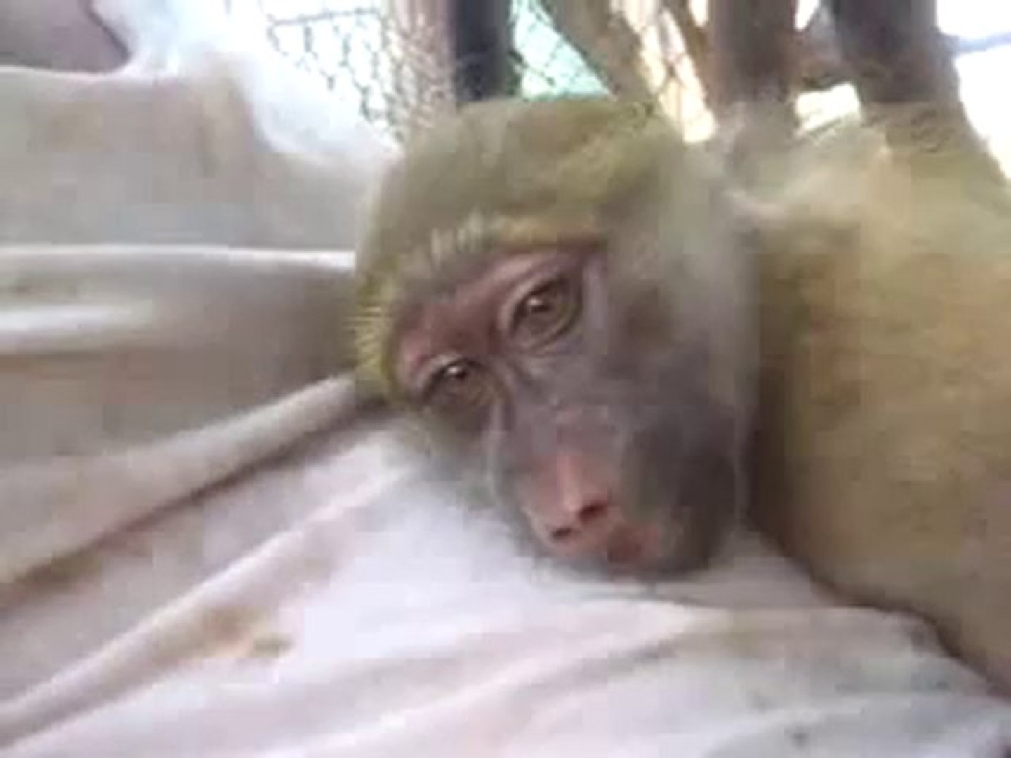 Scimmietta Che Ride Giochi Preziosi Live Pets Mango La Scimmietta