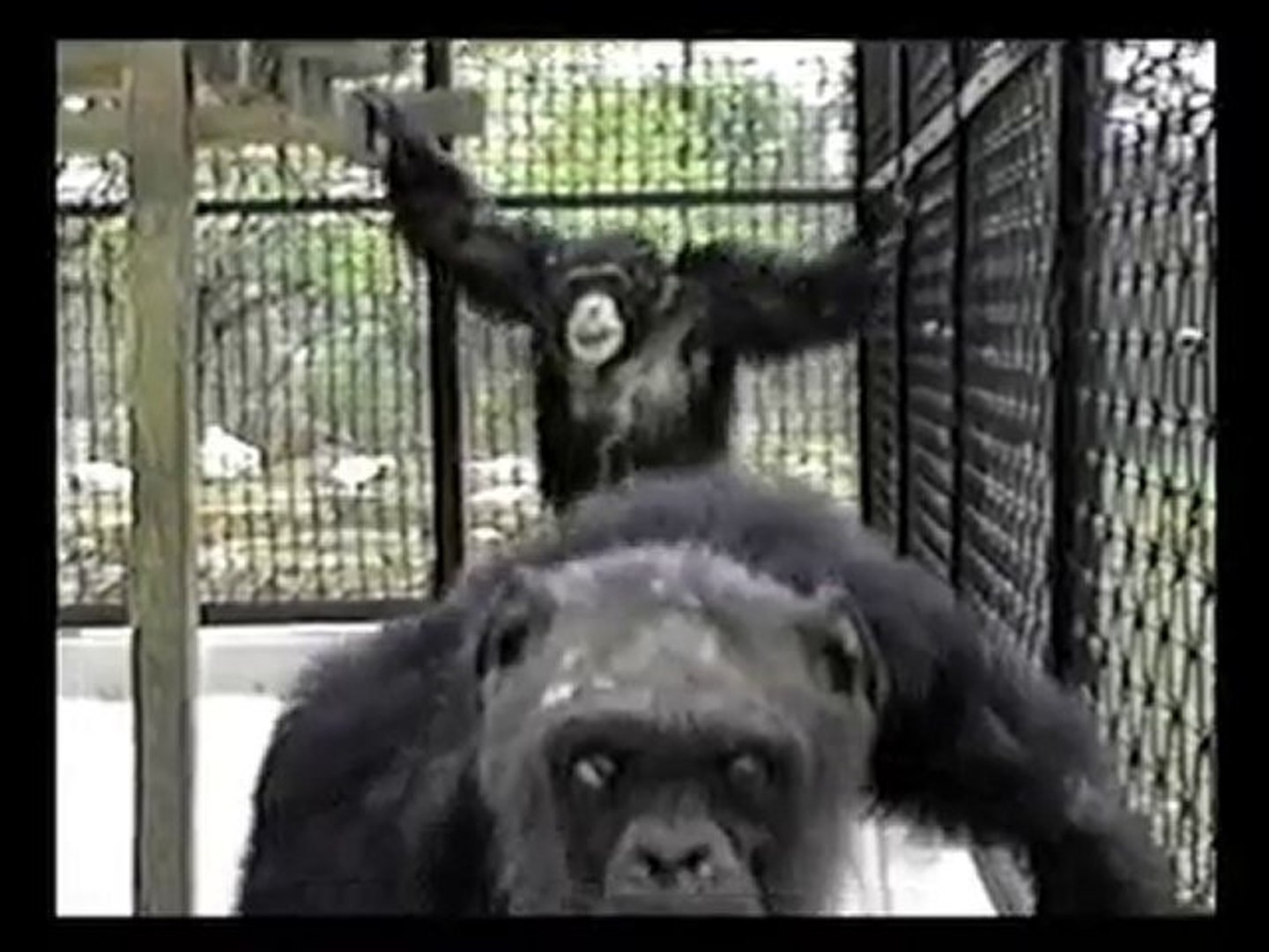 Humanzee Oliver Documentary