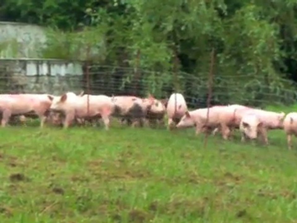 Une course de cochons mémorable - Vidéo Dailymotion