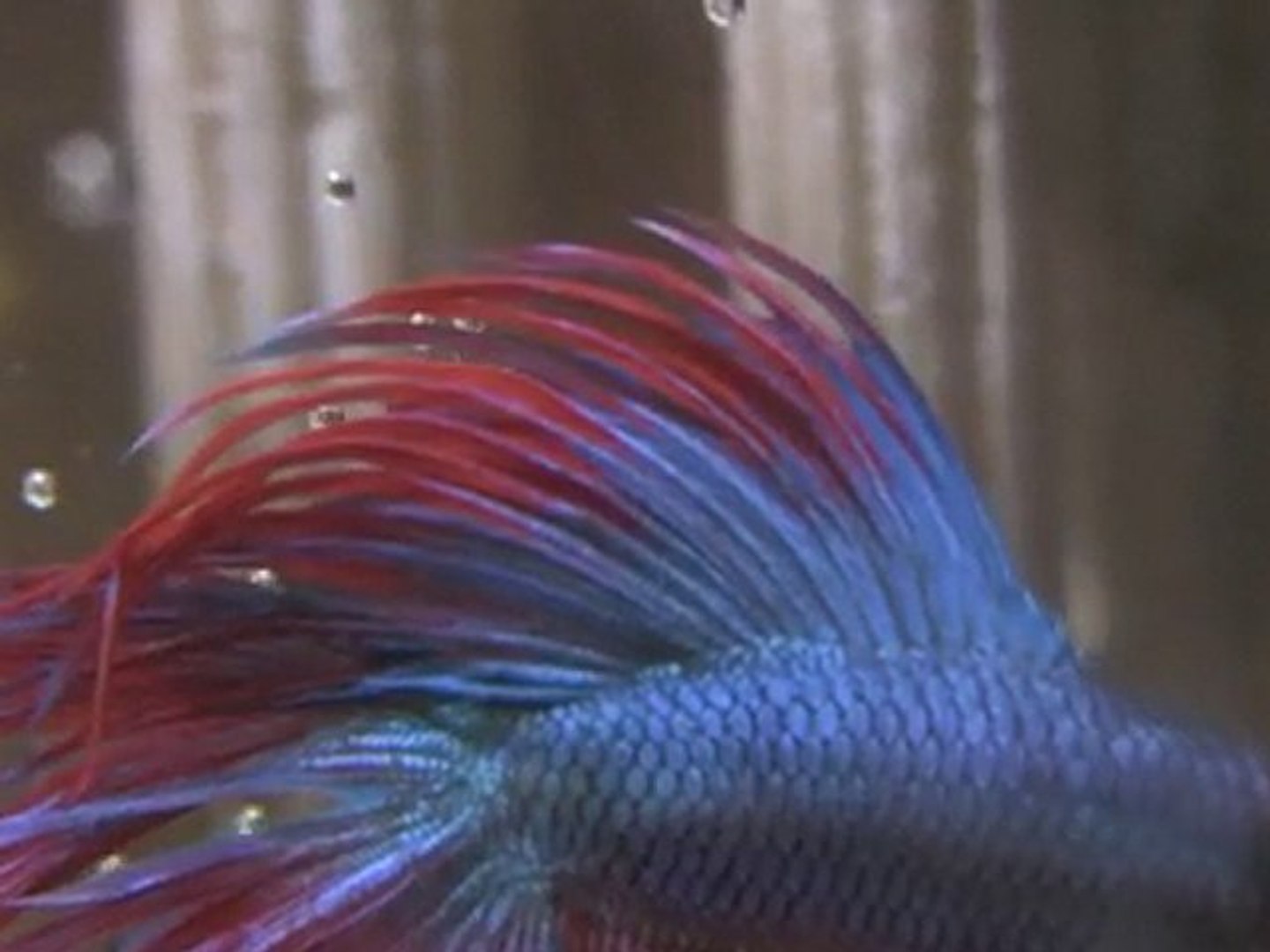 Blue And Red Crowntail Betta