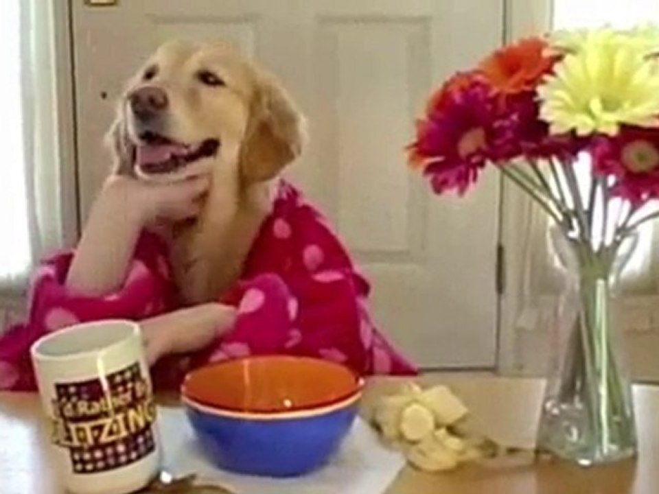 video rigolo d'un chien - Vidéo Dailymotion