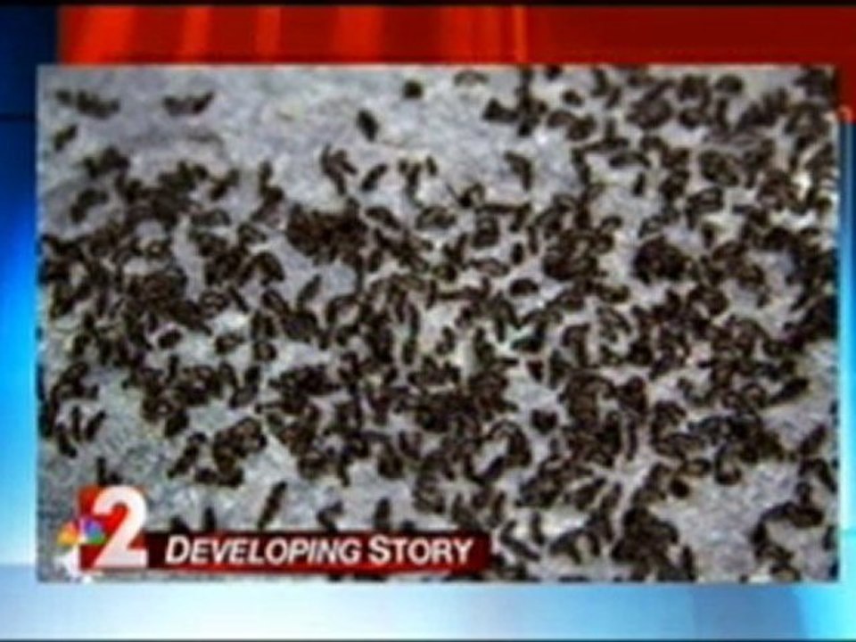 Ants Attack Man's Penis in Hospital's ICU - video Dailymotion