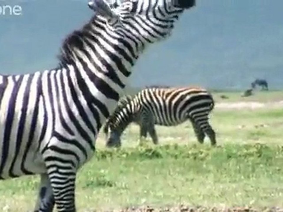 Funny Talking Animals - Walk On The Wild Side - video Dailymotion