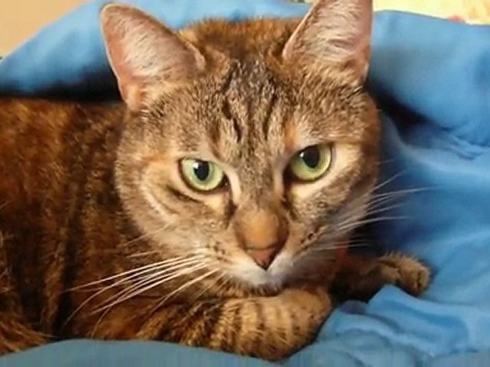 Chipie ma si jolie petite chatte rousse très cool - Vidéo Dailymotion