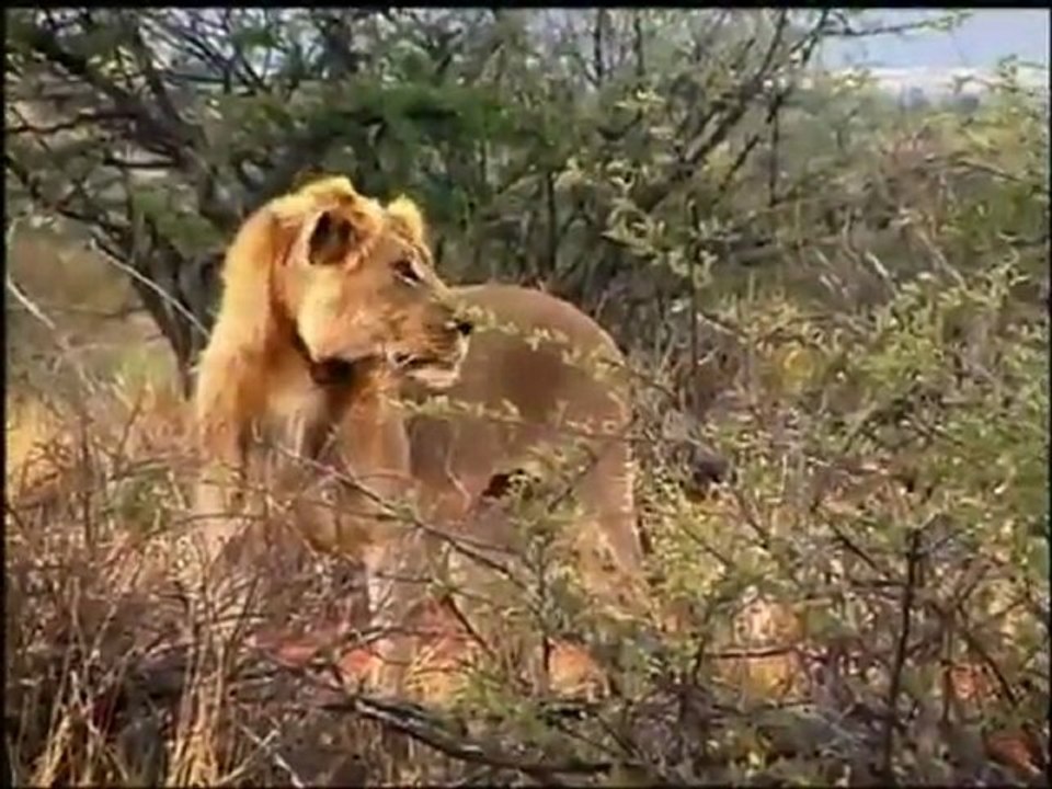 How strong is a lion's bite? - video Dailymotion