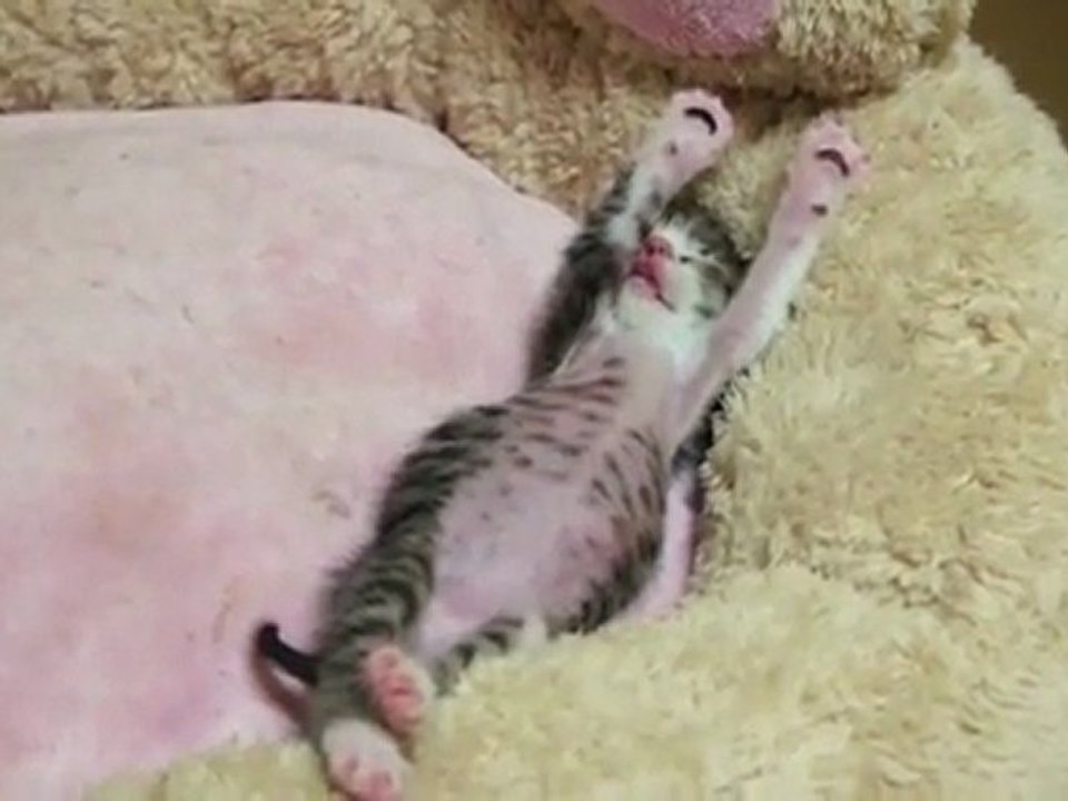 Banzai Kitten - video Dailymotion