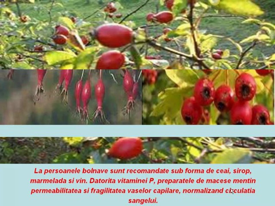 Macesul - Trandafirul sanatatii - video Dailymotion