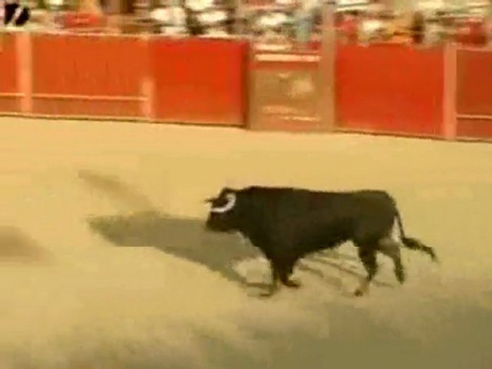 Bull Jumping - video Dailymotion