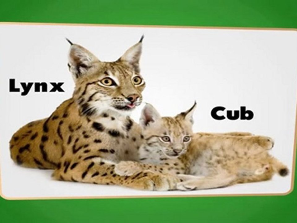 Flashcards for kids - Animals and Their Young Ones - video Dailymotion