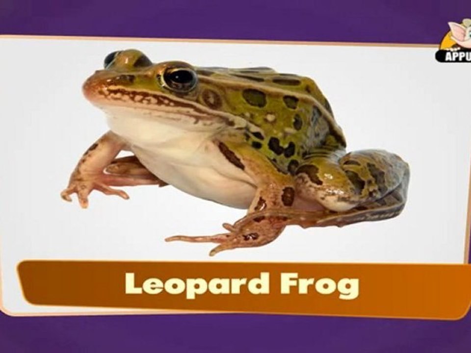 Flashcards for children - Amphibians - video Dailymotion