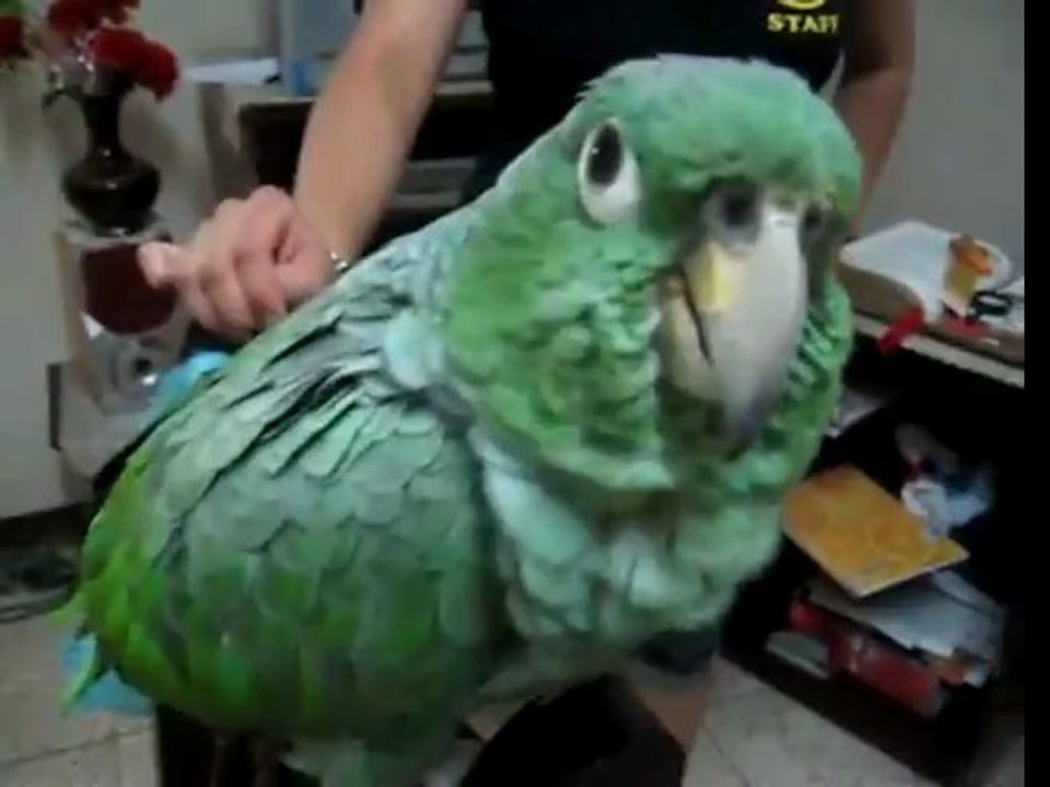 Laughing Parrot ! - video Dailymotion