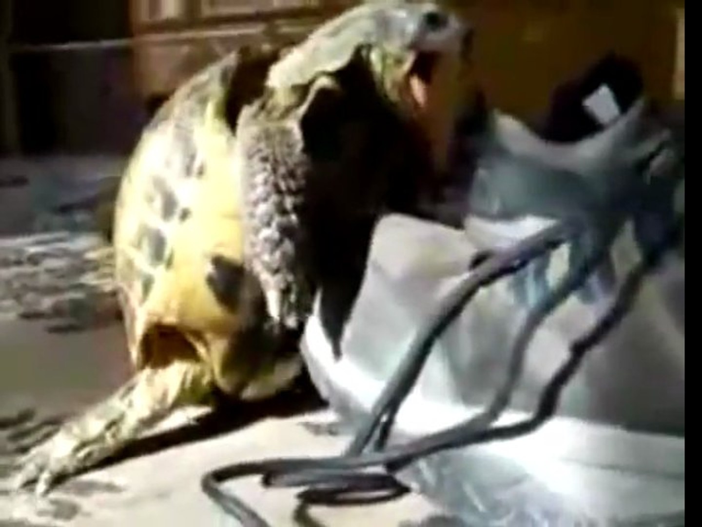 Turtle Humping Sneaker Turtle Humming A Shoe | TikTok