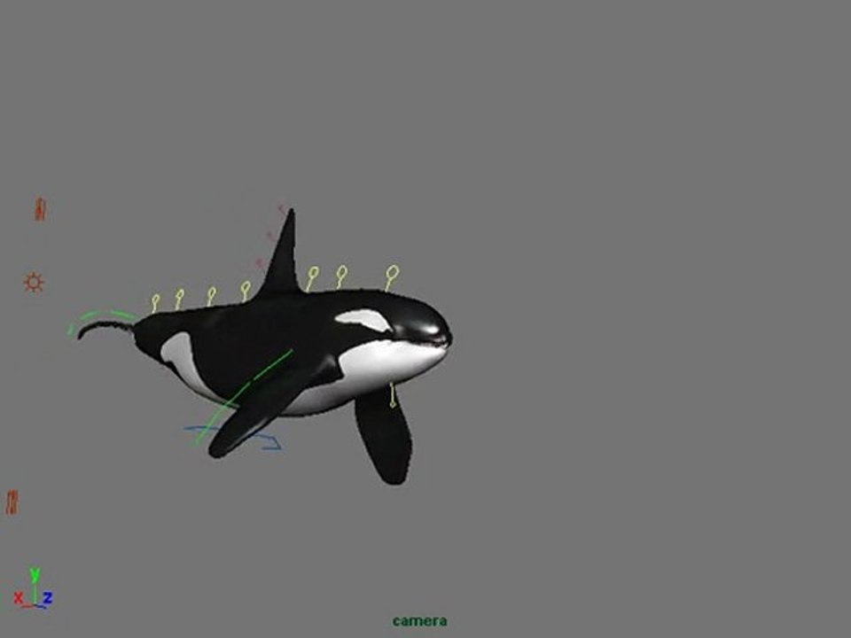 Orca Animation (Swim) - video Dailymotion