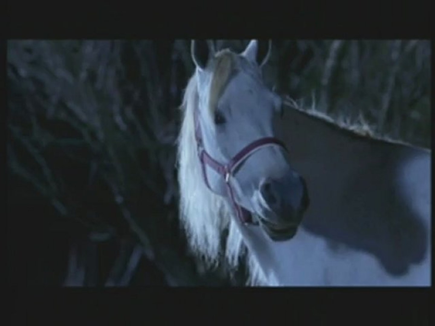 Racing Stripes Movie Horses