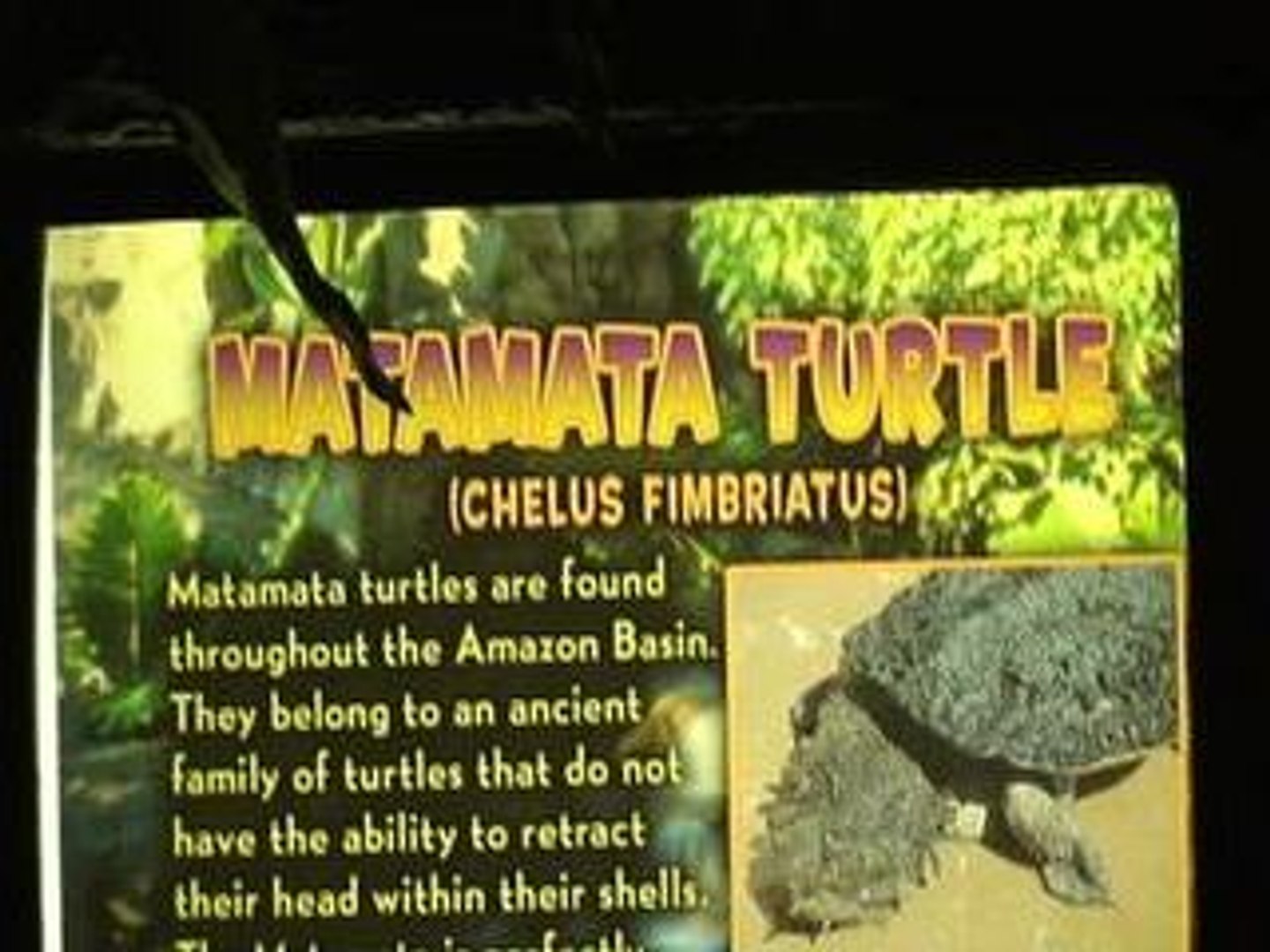 Mata Mata Mutant Turtle