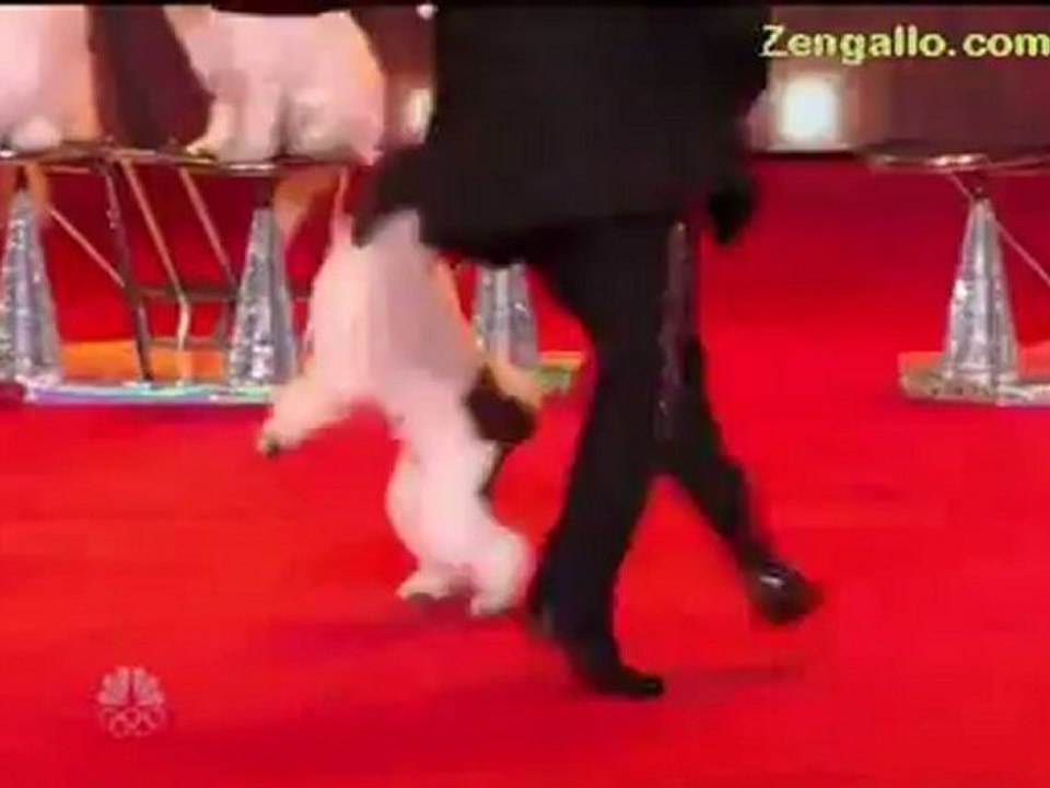 VIDEO: Video Olate Dogs Among Best in Show on America's Got Talent ...