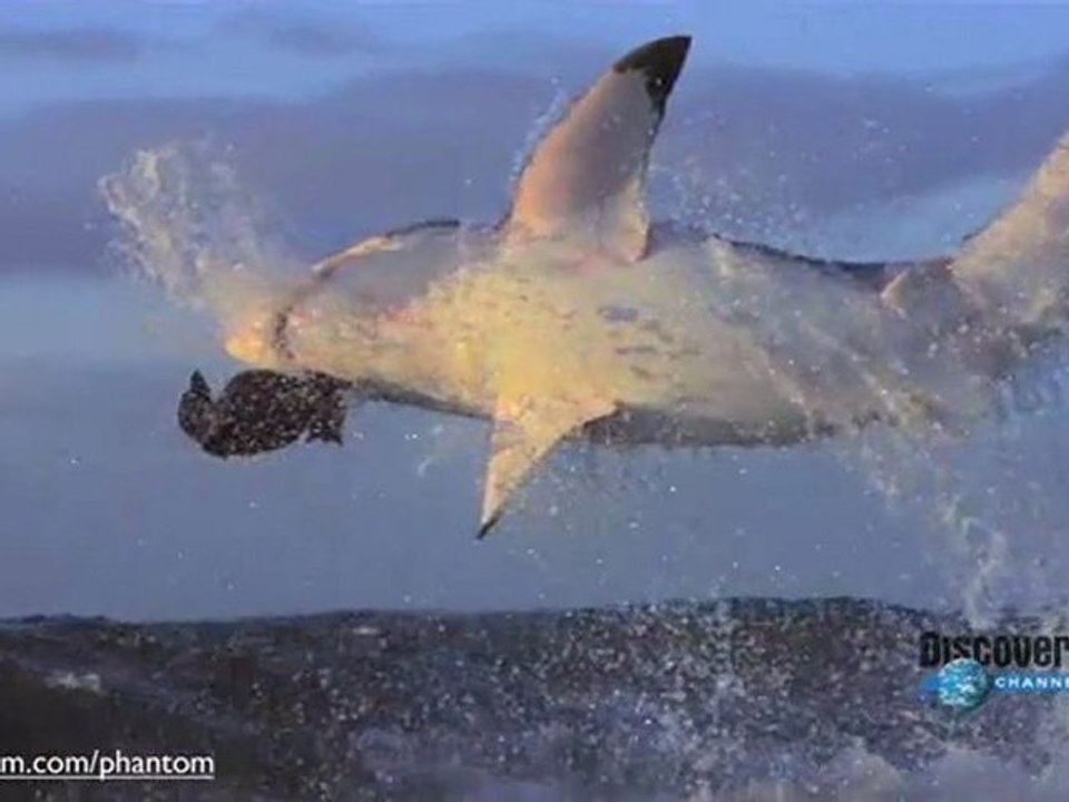 SHARK ATTACK HD : ATTAQUE DE REQUIN BLANC - Vidéo Dailymotion