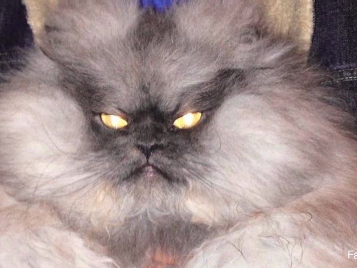 Colonel Meow Baby