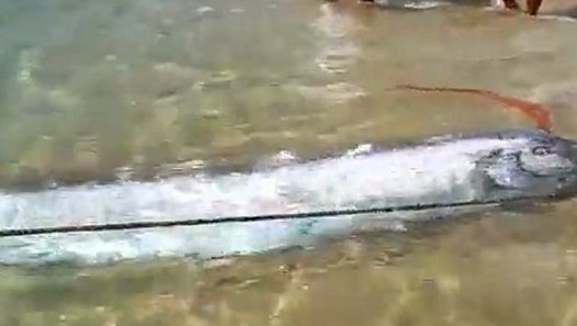 Poisson-Ruban de 4,5 mètres au Mexique - Vidéo Dailymotion