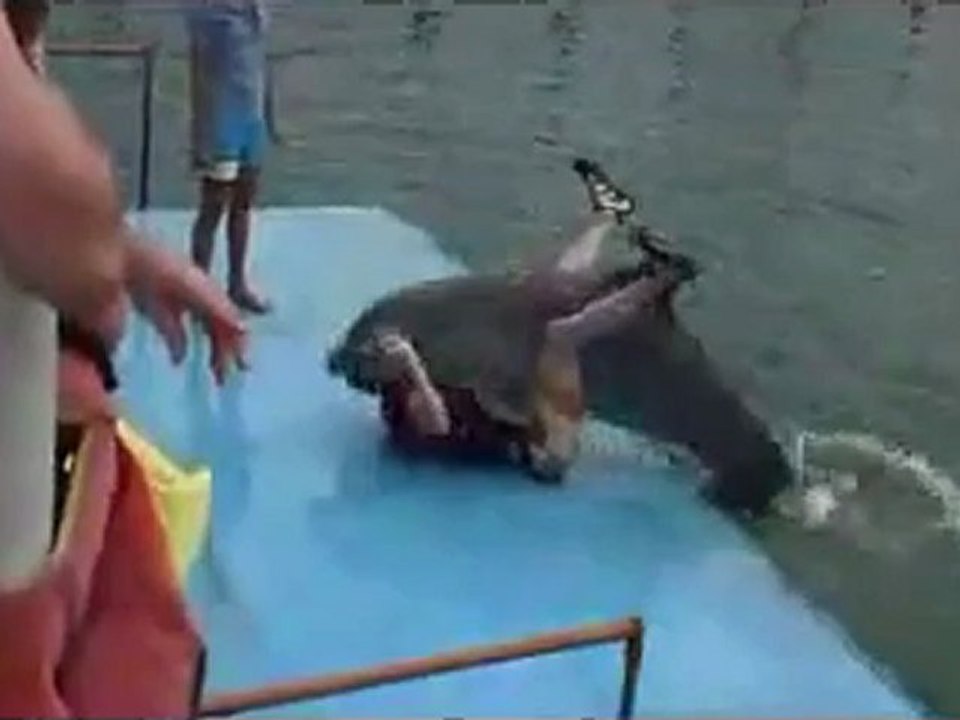 Dolphin mating Human - video Dailymotion