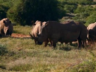 The Last Rhino - Documentarytube.com