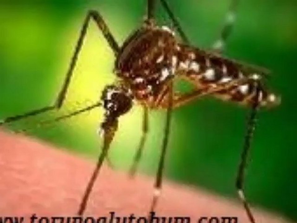 En etkili pire ilacları - Dailymotion Video