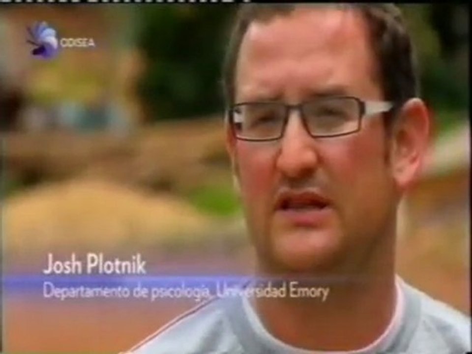 Inteligencia de los elefantes: Joshua Plotnik - Vídeo Dailymotion