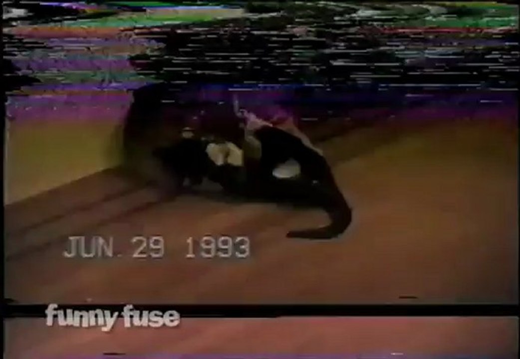 FunnyFuse Faves: Look Into My Paws - video Dailymotion
