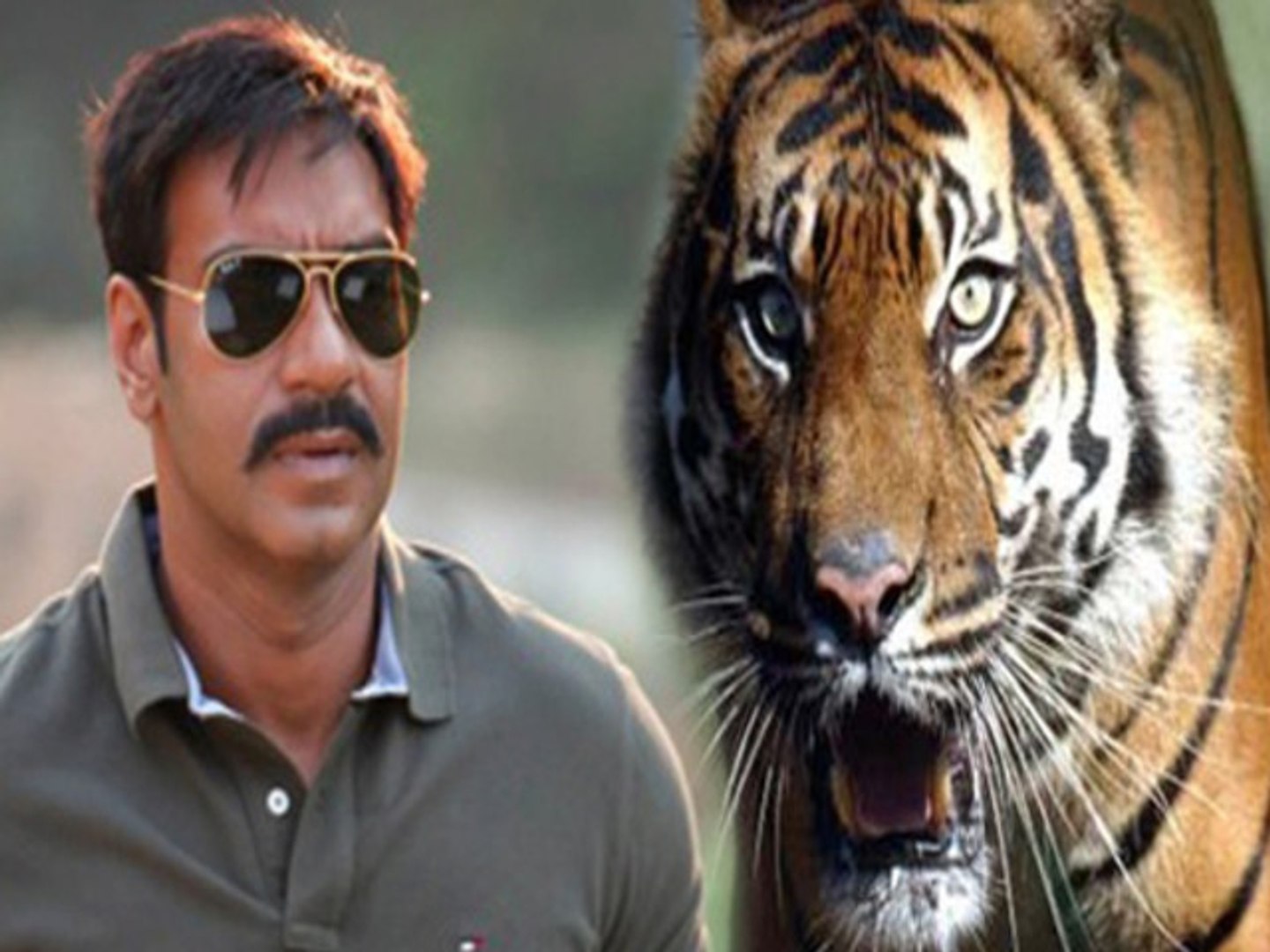 Ajay Devgan In Himmatwala With Tiger
