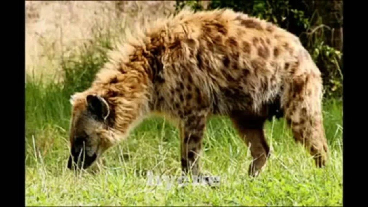 動物の音 - Vidéo Dailymotion