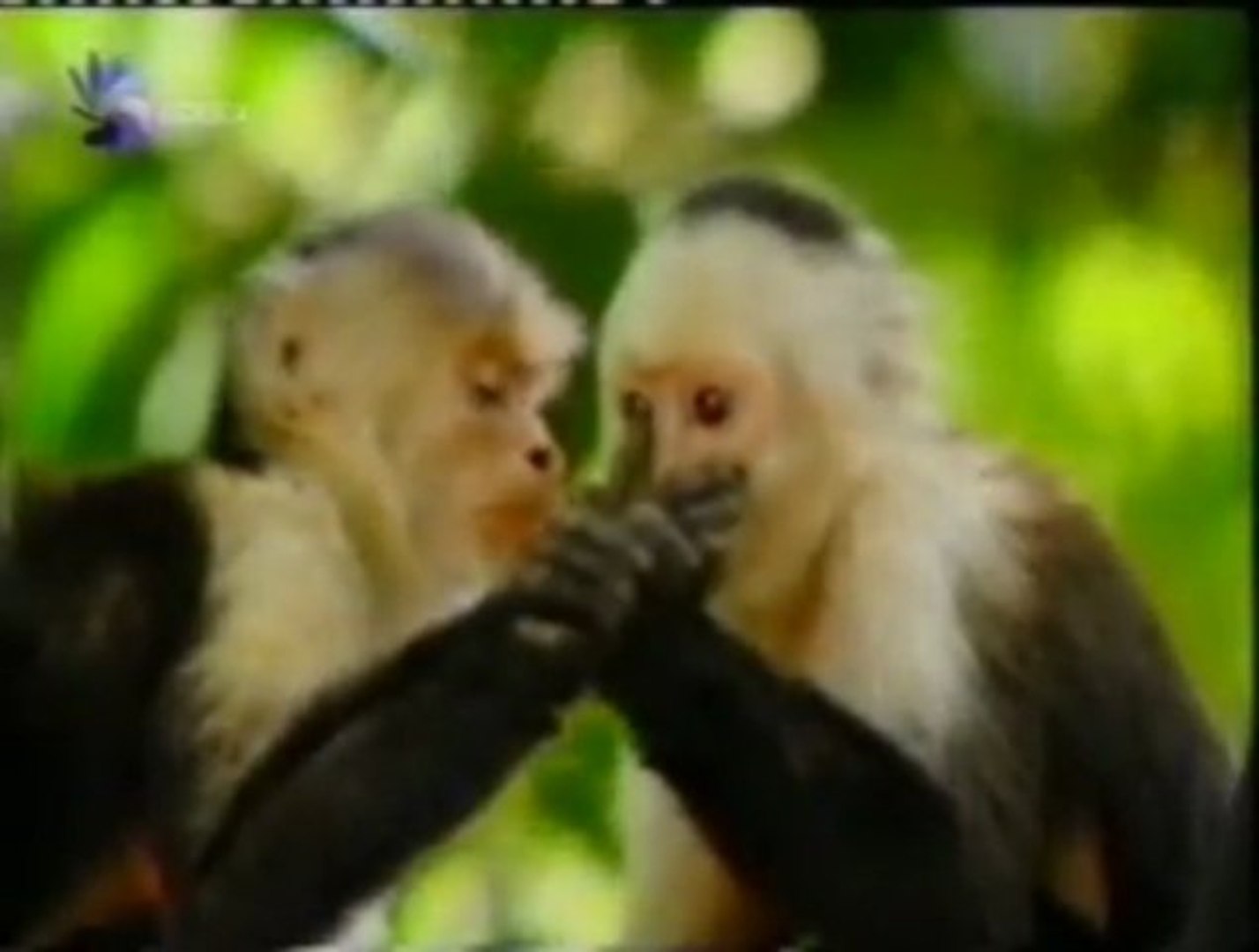 Son Inteligentes Los Monos Capuchinos